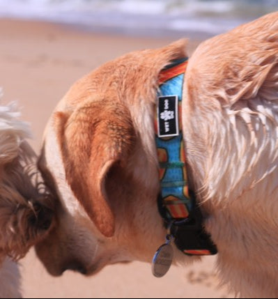 Ripple Waterproof Collar - Functional & Funky Dog Collar | Wetdog & Co ...